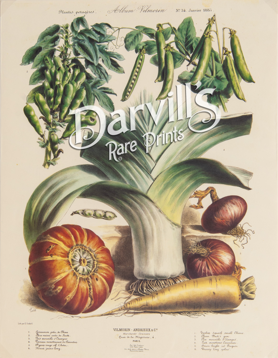 original vintage floral botanical prints from the 1940s and 1950s Jean ...