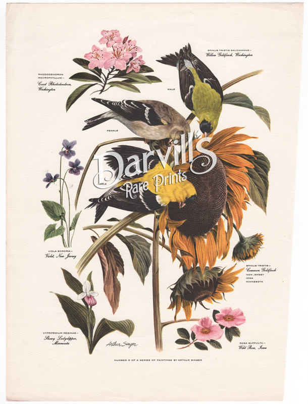 Arthur Singer vintage bird prints circa 1957