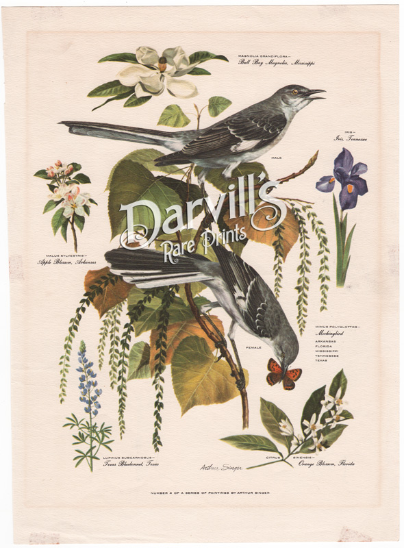 Arthur Singer vintage bird prints circa 1957