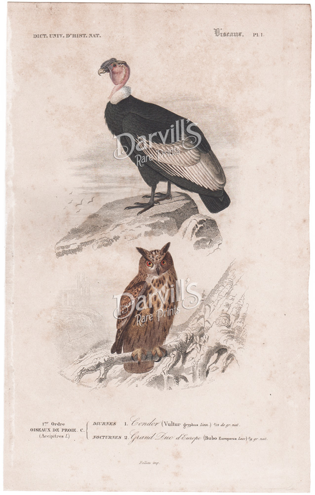 original antique hand-colored engravings of animals, birds, reptiles ...