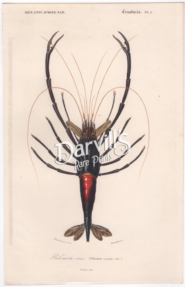 original antique hand-colored engravings of butterflies, bees, moths ...