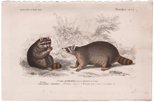 original antique hand-colored engravings of animals, birds, reptiles ...