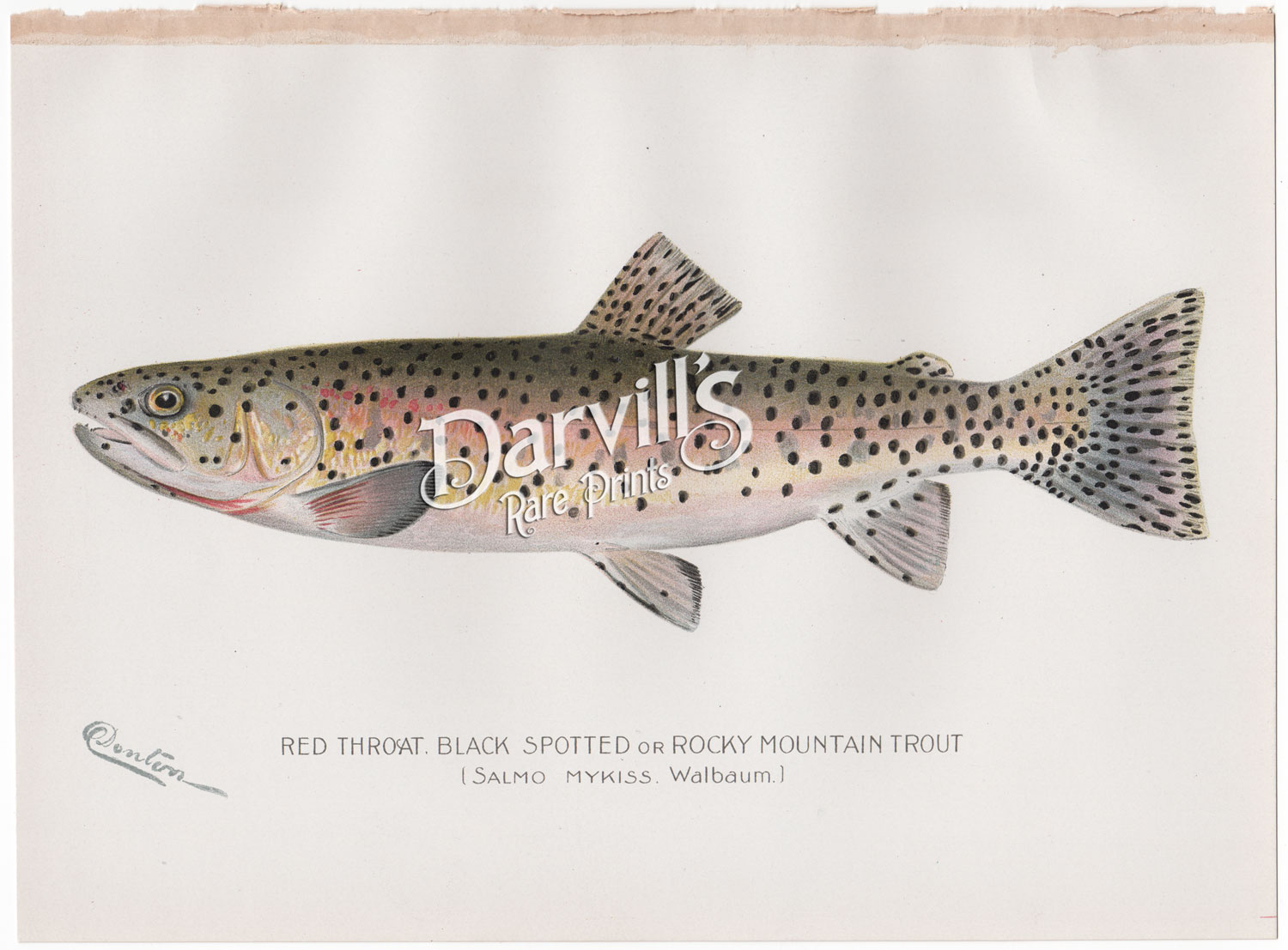 Antique fish prints of Salmon Trout, Pike, Bass, etc. from Denton