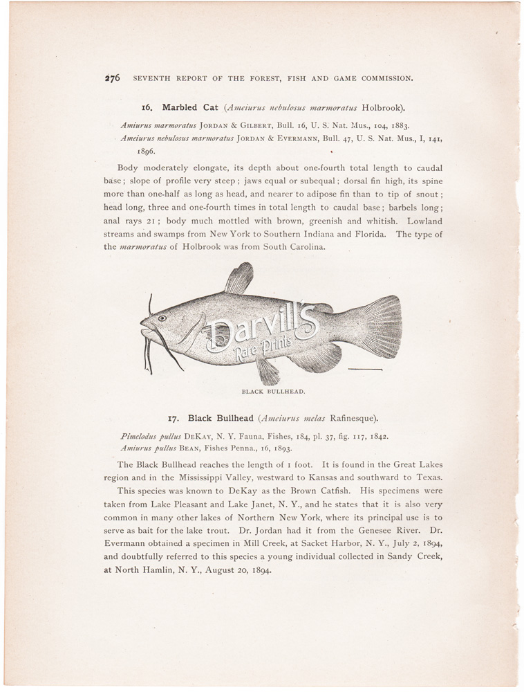 Antique Denton fish chromolithograph prints of Trout, Pike, Bass, Red ...