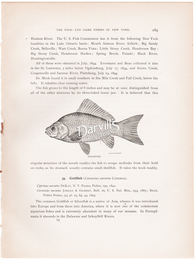 Antique Denton fish chromolithograph prints of Trout, Pike, Bass, Red ...