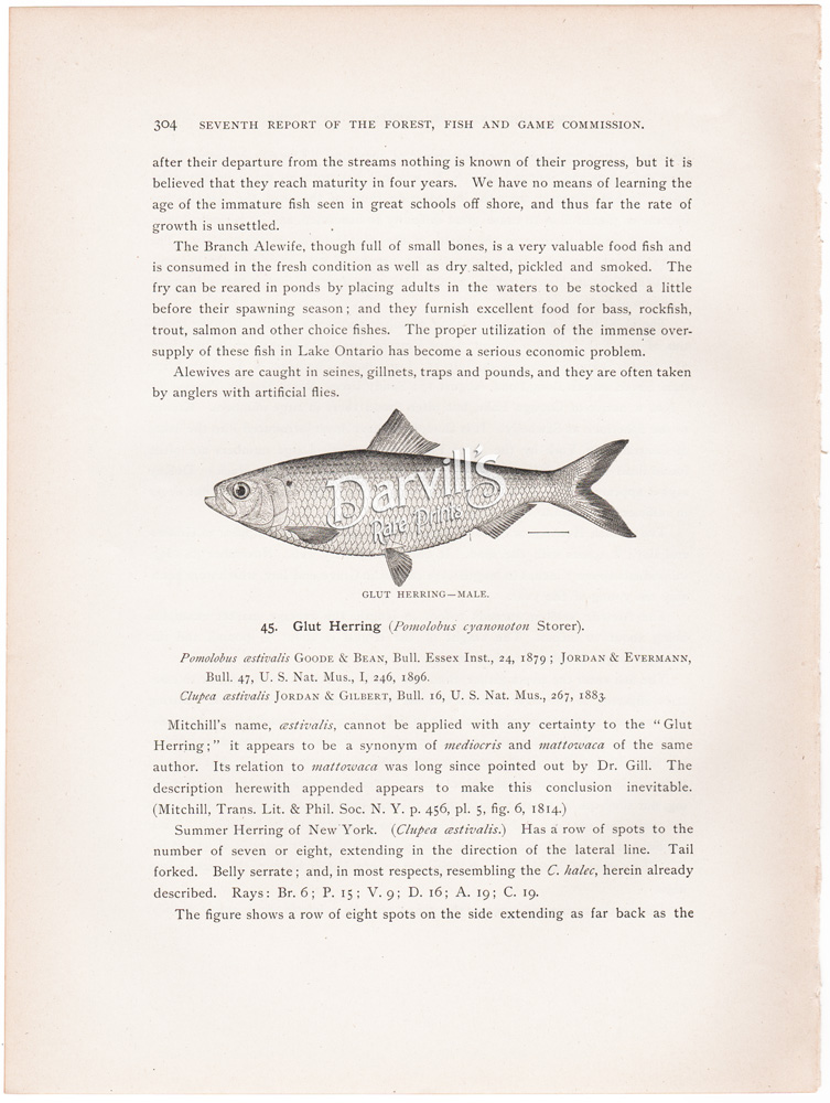 Antique Denton fish chromolithograph prints of Trout, Pike, Bass, Red ...