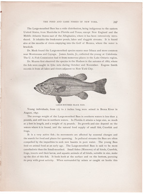 Antique Denton fish chromolithograph prints of Trout, Pike, Bass, Red ...