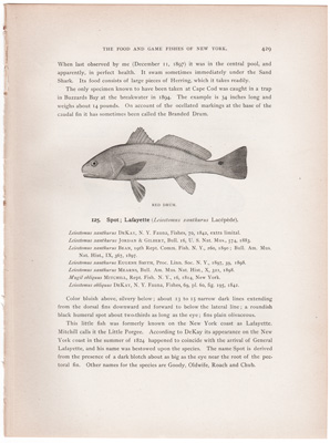 Antique Denton fish chromolithograph prints of Trout, Pike, Bass, Red ...