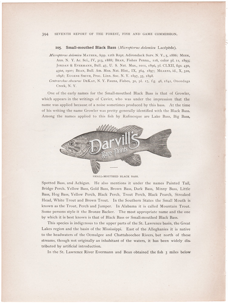 Antique Denton fish chromolithograph prints of Trout, Pike, Bass, Red ...