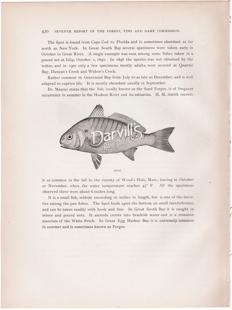 Antique Denton fish chromolithograph prints of Trout, Pike, Bass, Red ...