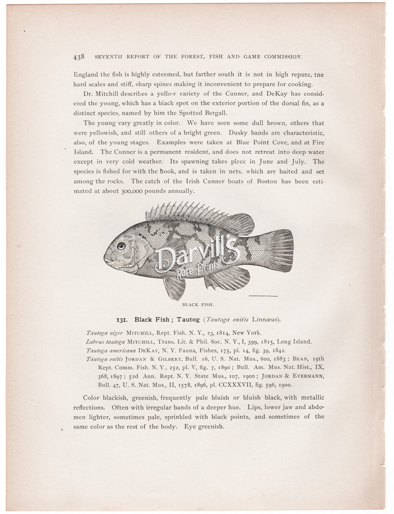 Antique Denton fish chromolithograph prints of Trout, Pike, Bass, Red ...