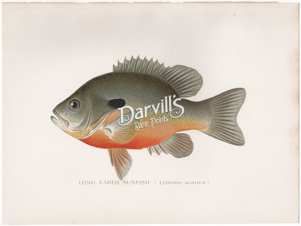 Antique Denton fish chromolithograph prints of Trout, Pike, Bass, Red ...