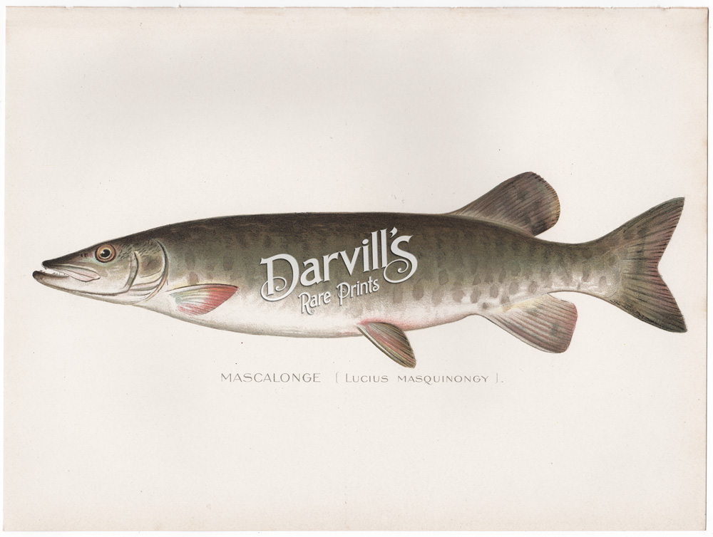 Antique Denton fish chromolithograph prints of Trout, Pike, Bass, Red ...