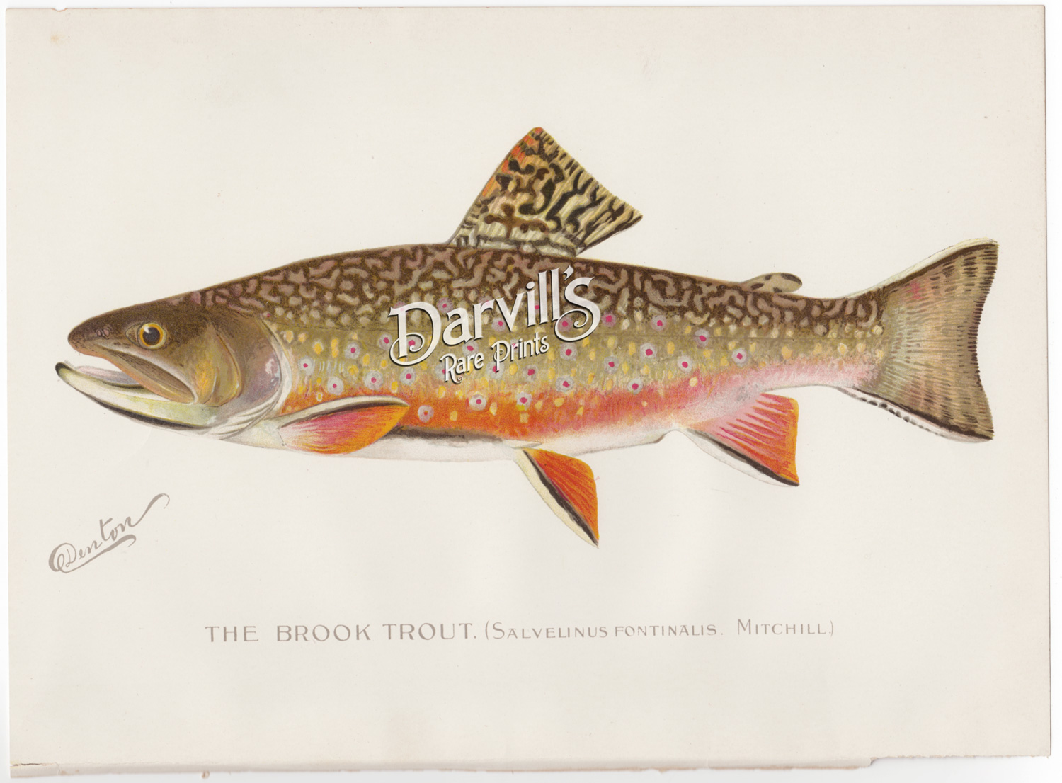 Antique chromolithograph prints of Trout, Pike, etc. from Denton