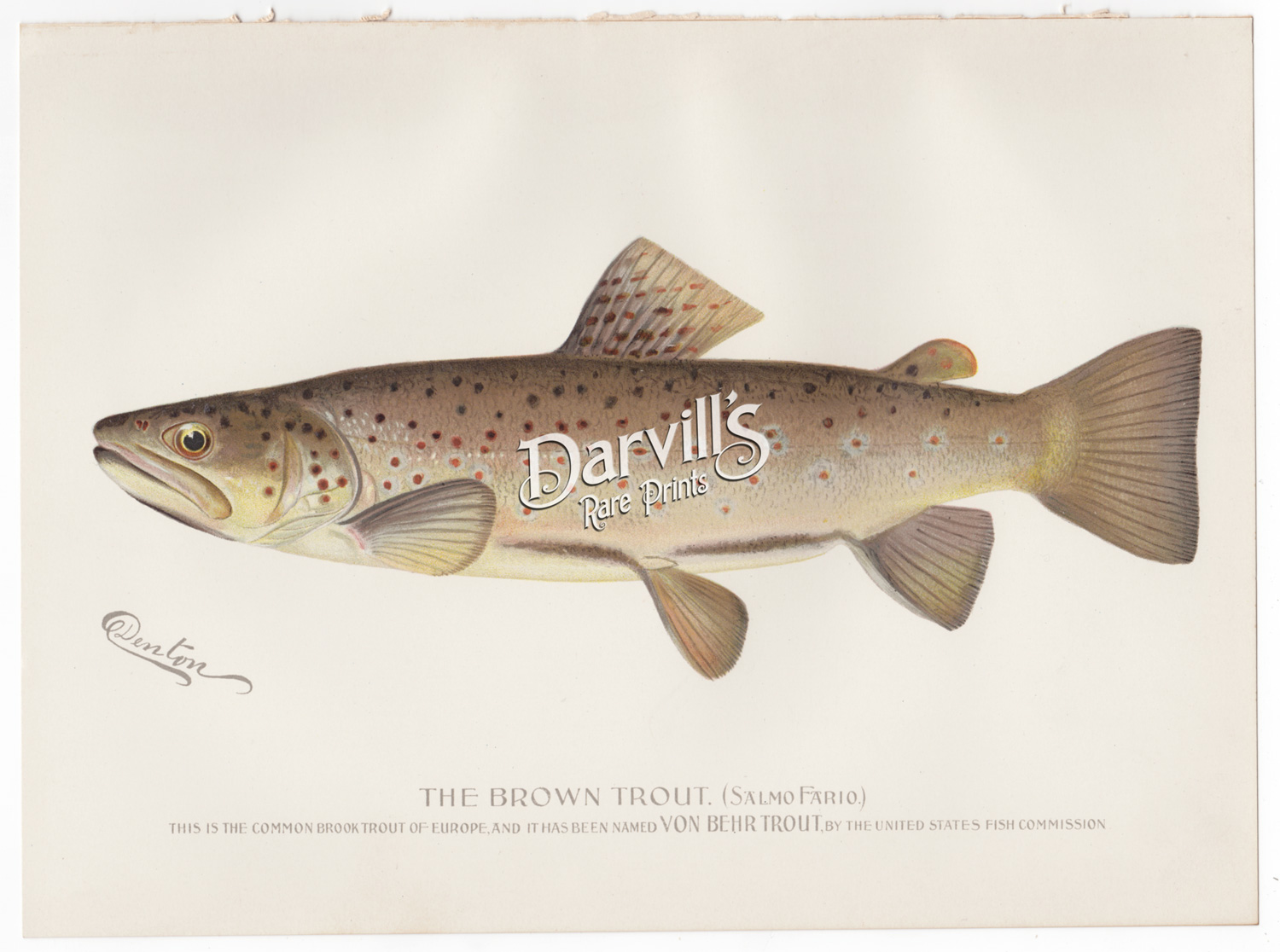 Antique chromolithograph prints of Trout, Pike, etc. from Denton