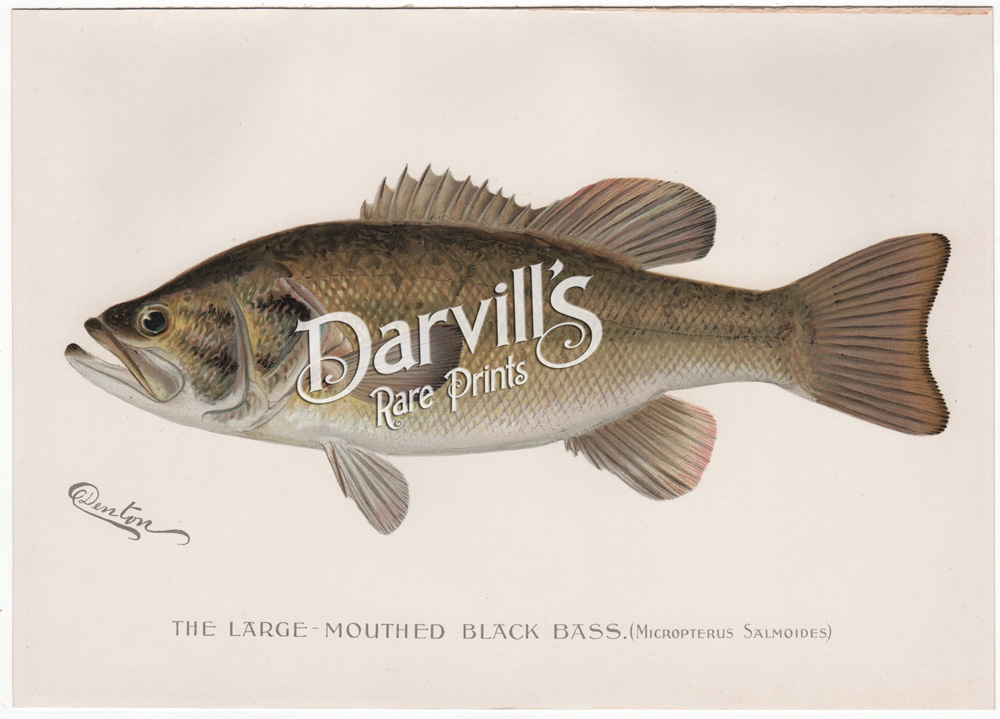 Antique chromolithograph prints of Trout, Pike, etc. from Denton