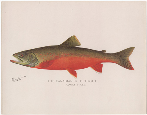 Antique chromolithograph prints of Trout, Pike, etc. from Denton