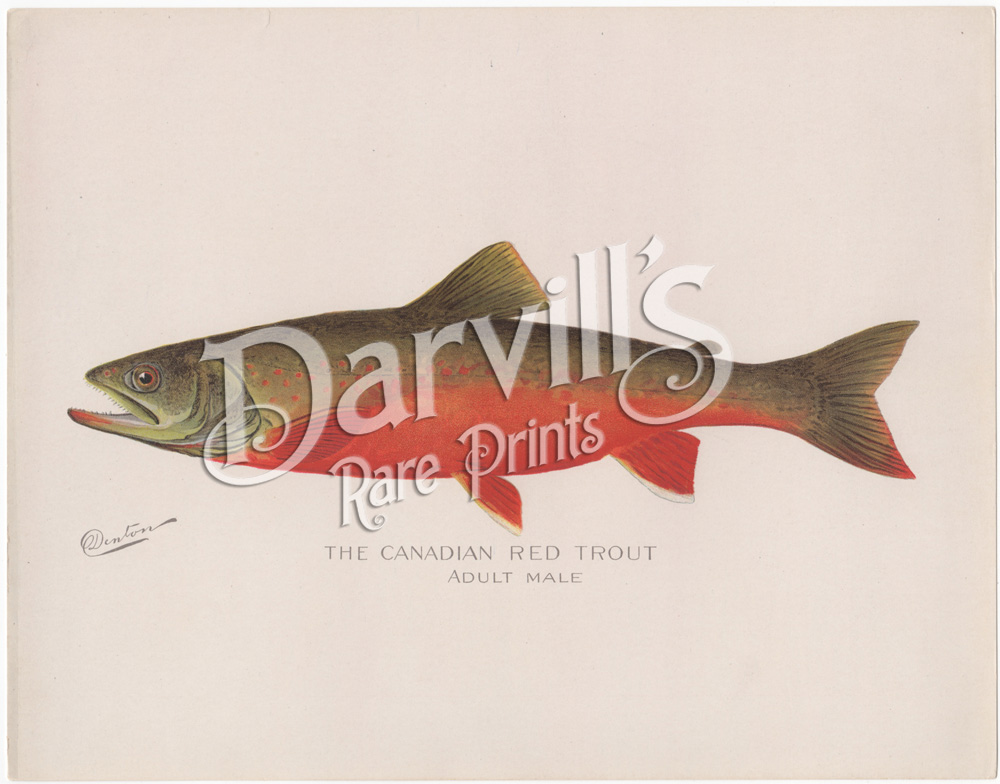 Antique chromolithograph prints of Trout, Pike, etc. from Denton