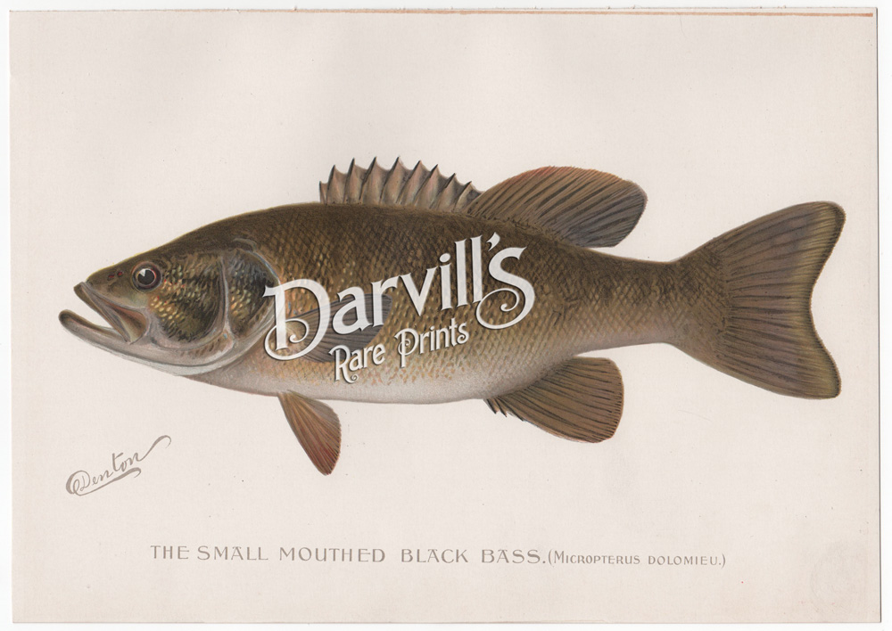 Antique chromolithograph prints of Trout, Pike, etc. from Denton