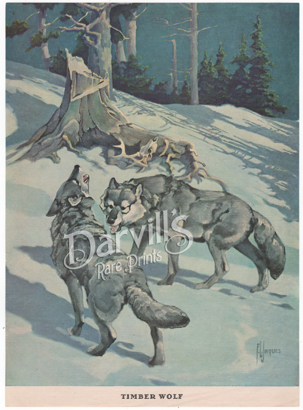 Francis Lee Jaques animal wildlife prints, vintage prints from circa ...