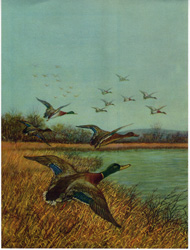 Vintage game bird hunting prints (1946) A. Lassell Ripley artist