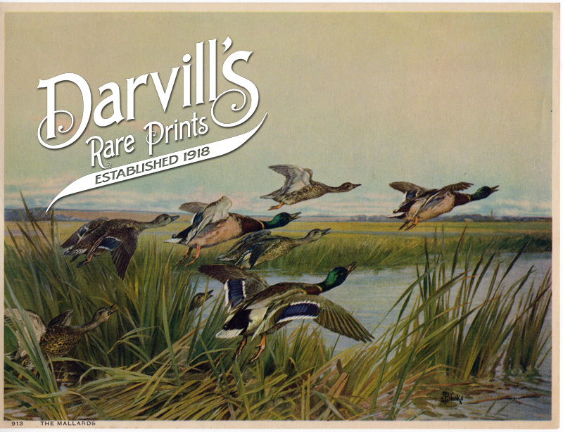 Vintage game bird hunting prints (1946) A. Lassell Ripley artist