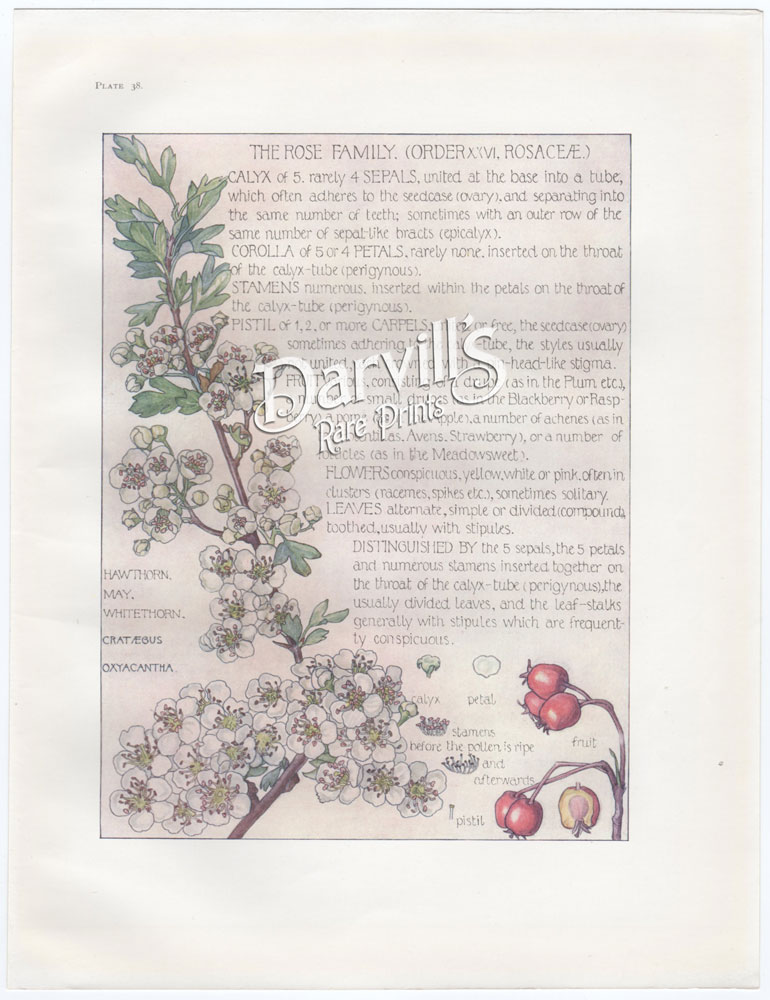 Wild Flowers of the British Isles by Isabel Adams (1910)