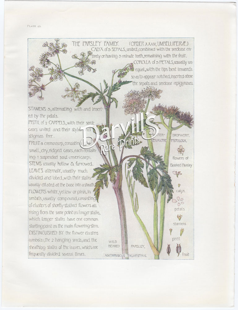 Wild Flowers of the British Isles by Isabel Adams (1910)