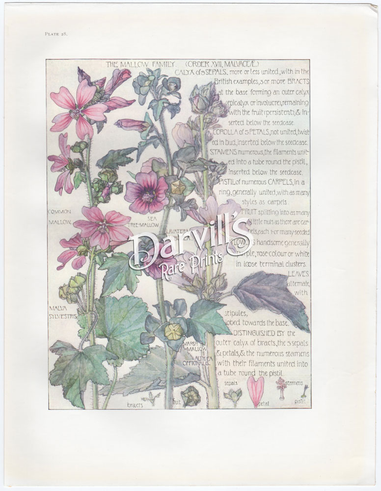 Wild Flowers of the British Isles by Isabel Adams (1910)