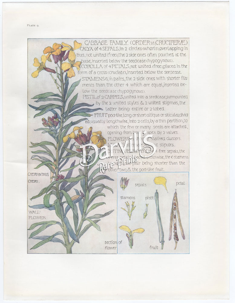 Wild Flowers of the British Isles by Isabel Adams (1910)