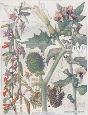 Wild Flowers of the British Isles by Isabel Adams (1910)