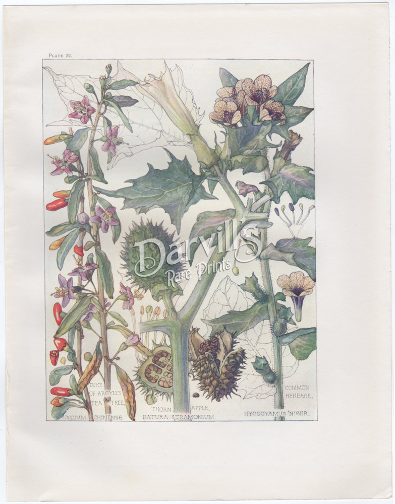 Wild Flowers of the British Isles by Isabel Adams (1910)