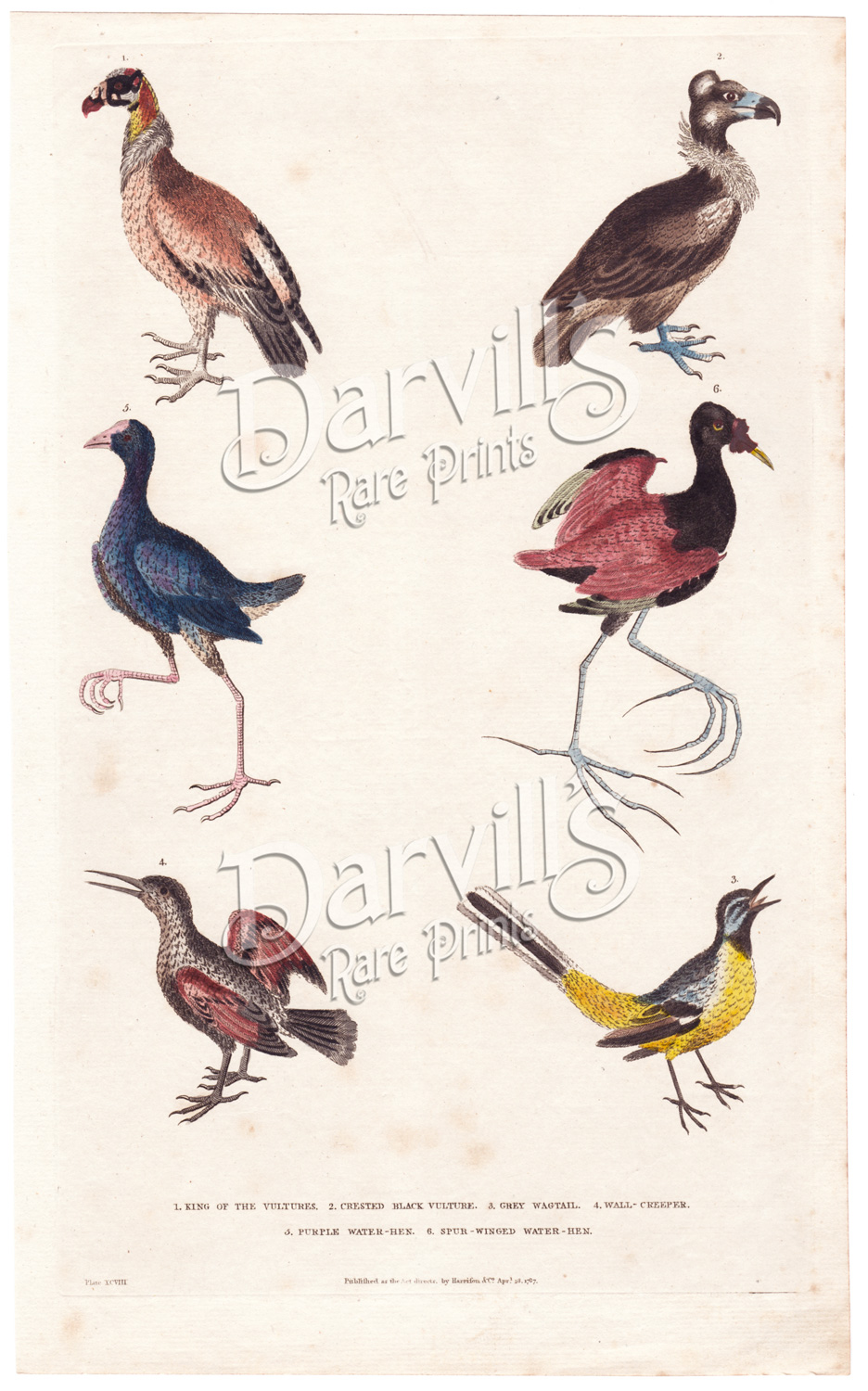 William Frederic Martyn "A New Dictionary of Natural History" 1785-87 ...