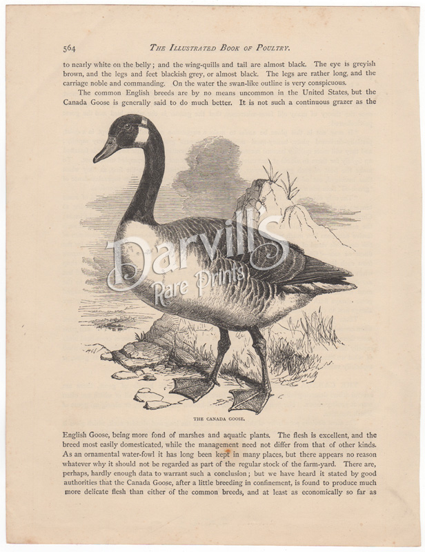 Vintage and antique bird prints, miscellaneous sources