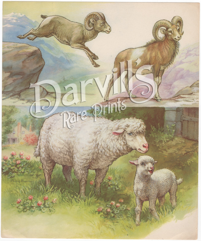 vintage animal prints by Percy Reeves, circa 1940s