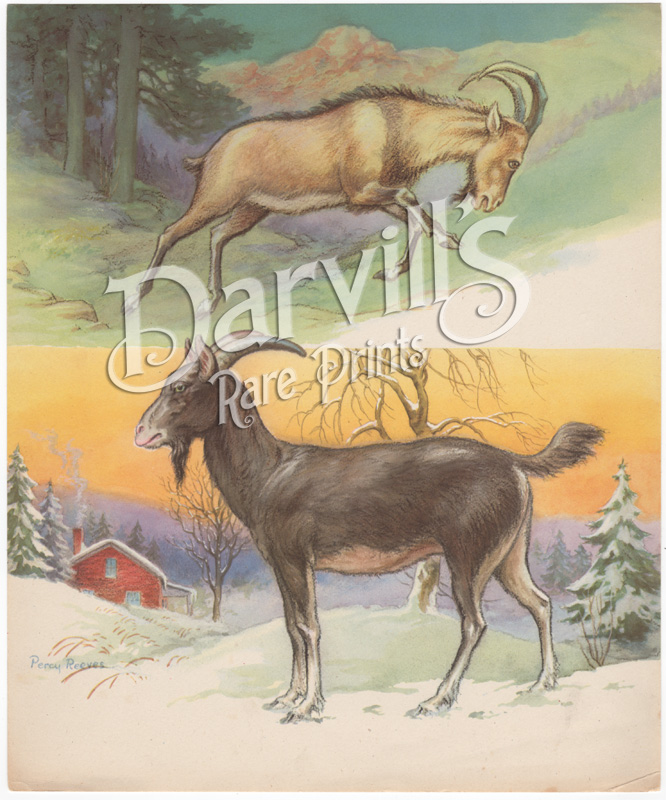 vintage animal prints by Percy Reeves, circa 1940s