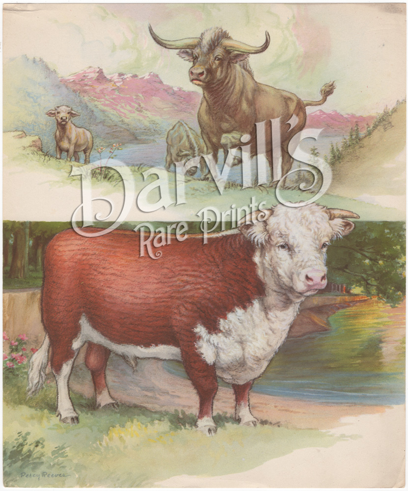 vintage animal prints by Percy Reeves, circa 1940s