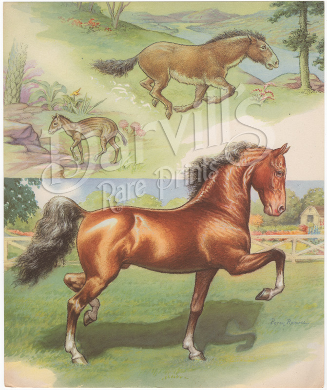 vintage animal prints by Percy Reeves, circa 1940s