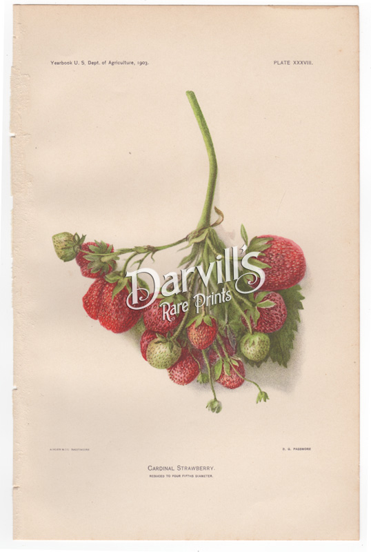 Yearbook of the United States Department of Agriculture 1903