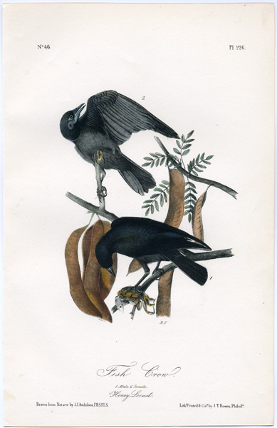 Authentic original Audobon Audubon prints
