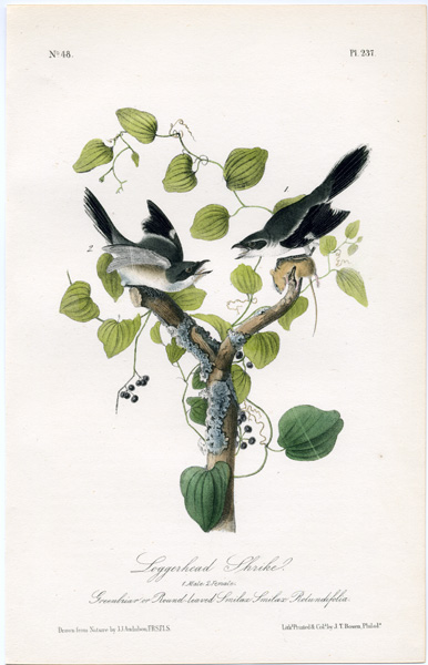 Authentic original Audobon Audubon prints