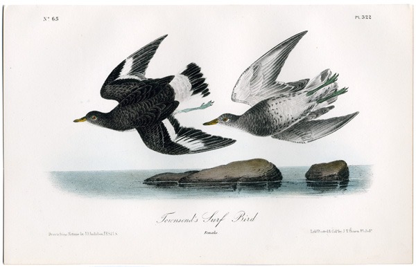 Genuine original Audubon bird prints from the first octavo edition