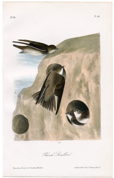 Audubon First Edition Royal Octavo Lithographs