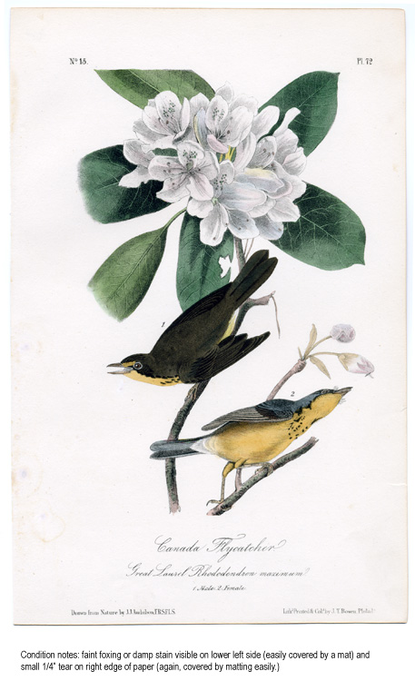 Audubon First Edition Royal Octavo Lithographs