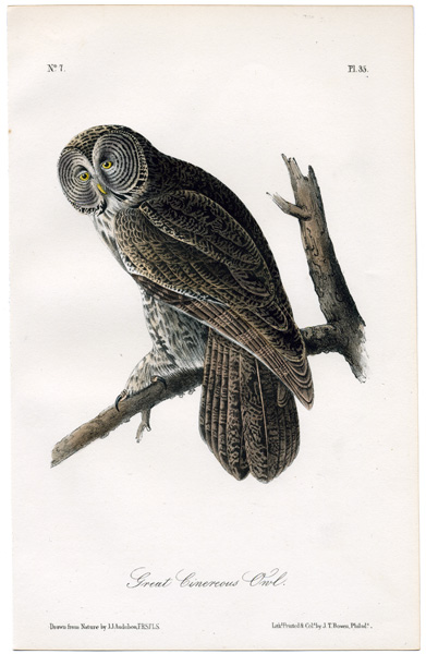 Original Audubon (Audobon) first edition royal octavo prints 1840-1844 ...