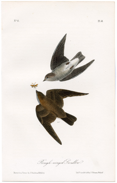 Audubon First Edition Royal Octavo Lithographs