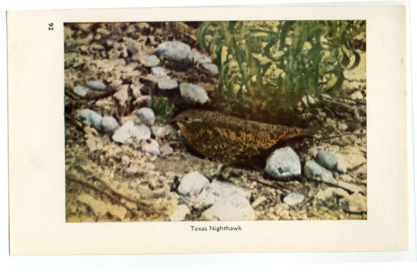 Familiar Birds of the Pacific Southwest by Florence V. V. Dickey (1935)