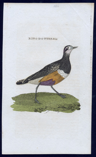 Brightly and Childs "Natural History of Birds" 1815 hand-coloured bird ...