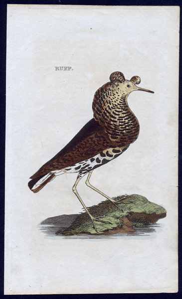 Brightly and Childs "Natural History of Birds" 1815 hand-coloured bird ...