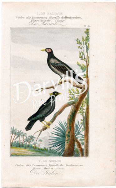 George Louis Le Clerc, Count Buffon, "Buffon's Complete Works - Birds ...